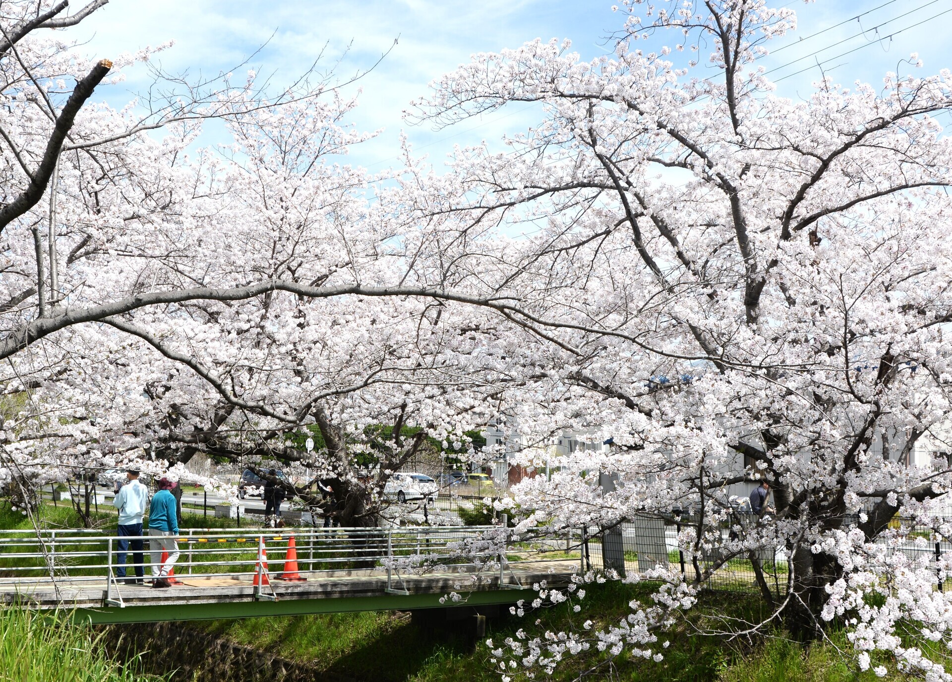 ご近所の桜（2025・4・7～8）: こーちゃんのペチャクチャ
